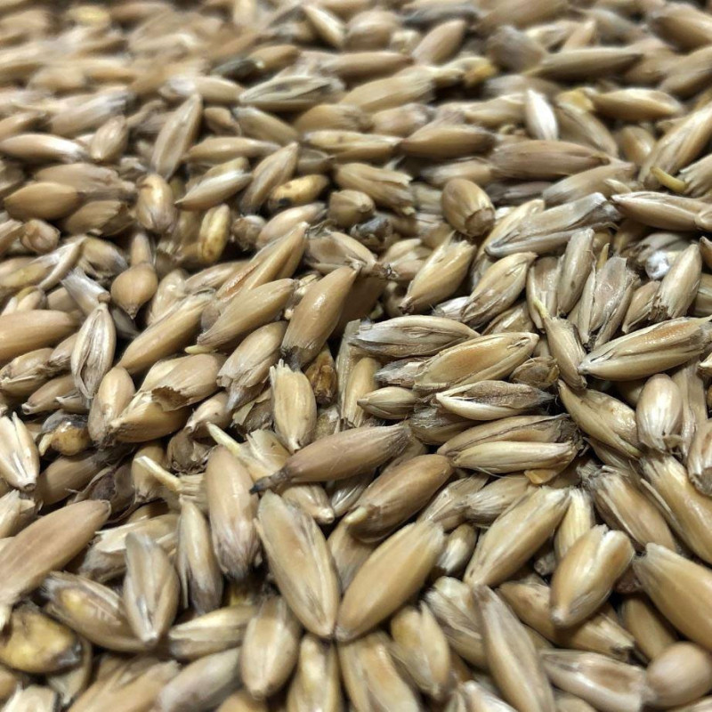 Gladfield Big O – Malted Oats